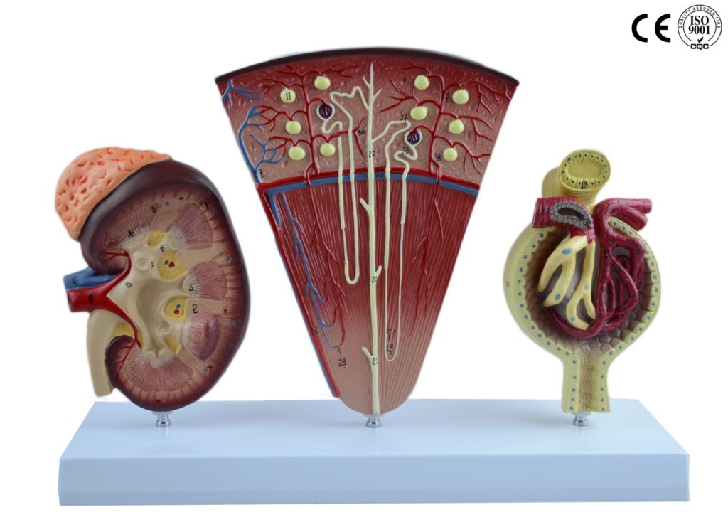 DELUX KIDNEY,NEPHRON AND GLOMERULUS MODEL - Eduscience